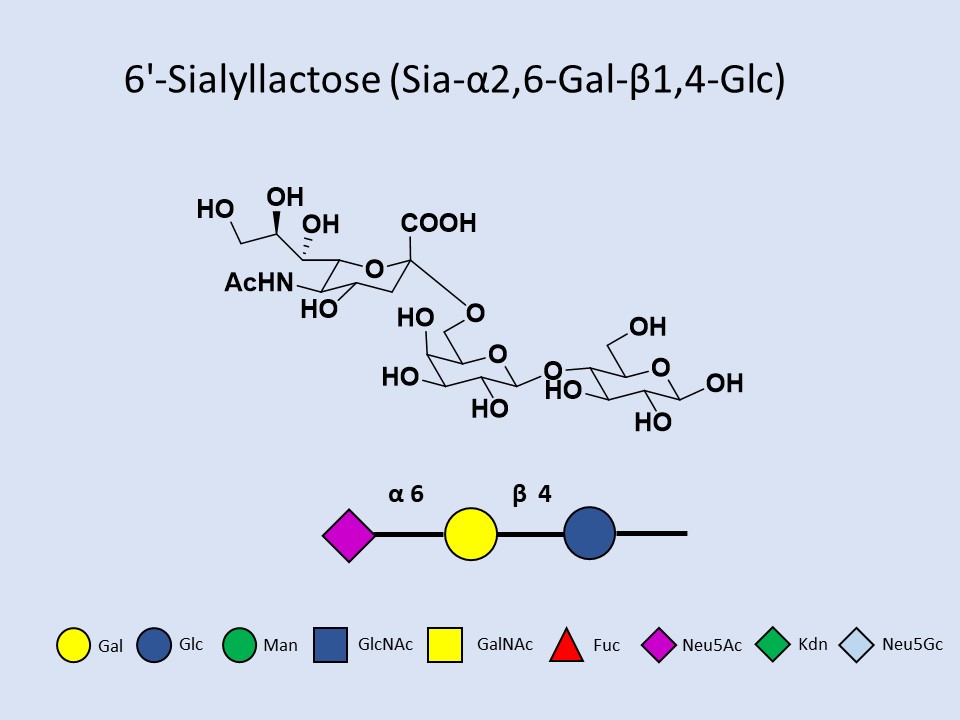 GM2 Ganglioside sugar - chemilybio.com